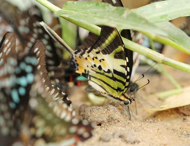 ª0Ê0¬0¿0¤0Þ0¤0 Graphium antiphates