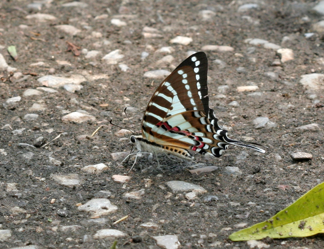 ¢0ê0¹0Æ0¦0¹0ª0Ê0¬0¿0¤0Þ0¤0 Graphium aristeus