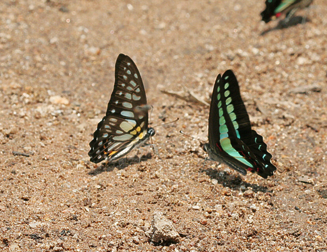 ®0ó0¹0¸0ß0«0É0¢0²0Ï0 Graphium chironides