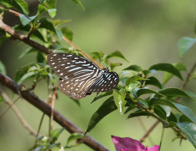 á0¬0ë0¹0¿0¤0Þ0¤0 Graphium megarus