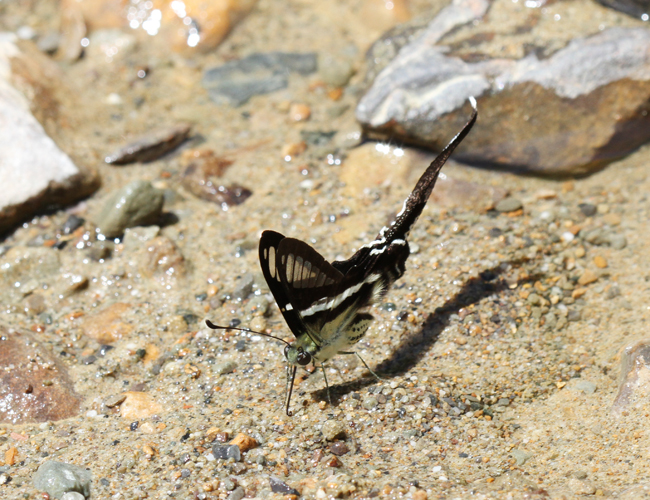 ·0í0¹0½0Ó0­0¢0²0Ï0 Lamproptera curius