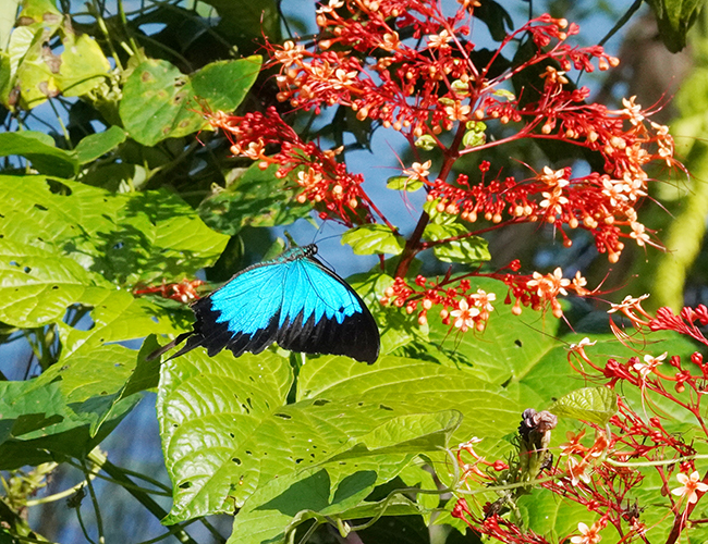 ª0ª0ë0ê0¢0²0Ï0 Papilio ulysses