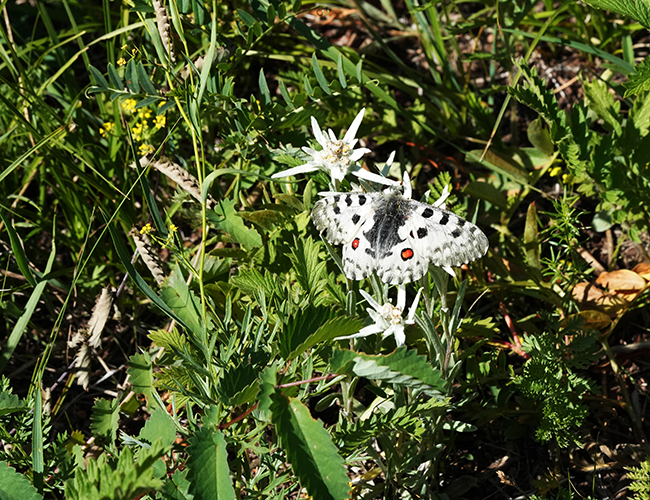 Nomion Apollo ÿª0ª0¢0«0Ü0·0¦0¹0Ð0ÿ Parnassius nomion