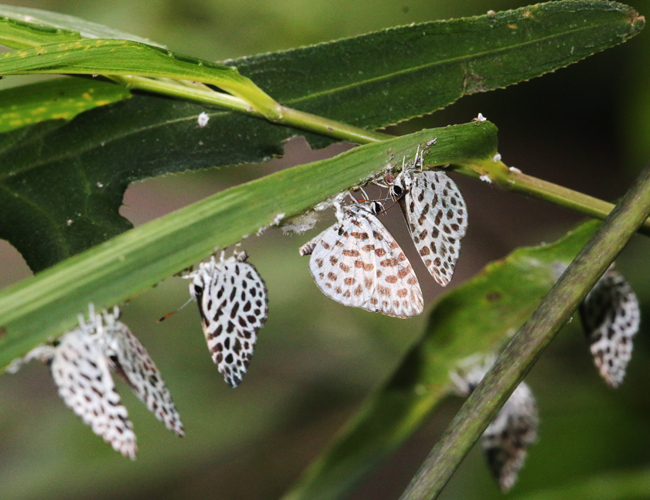 ´0¤0·0·0¸0ß0 Taraka hamada (H. Druce, 1875)