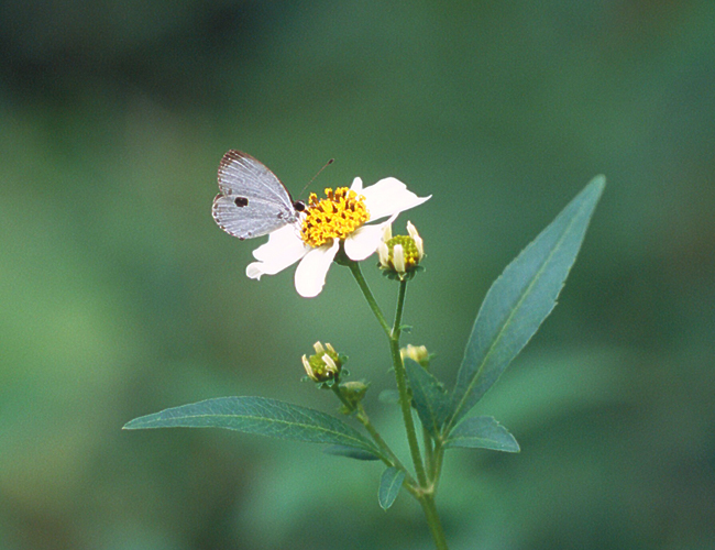 Pithecops corvus ryukyuensis