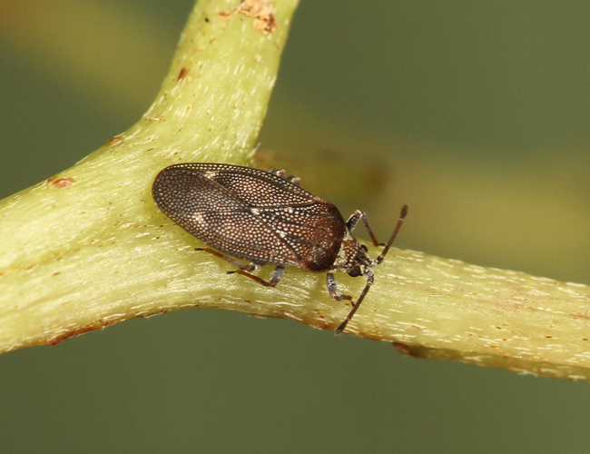Þ0Ä0à0é0°0ó0Ð0¤0 Tingis ( Tropidocheila ) matsumurai Takeya, 1962