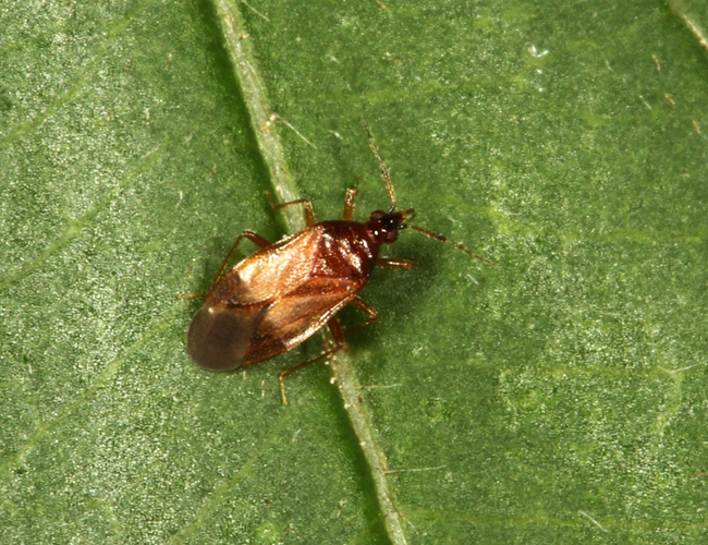 ・ｵ0ﾏ0ﾊ0ｫ0・・ｷ0^\n0N.z Amphiareu s sp.