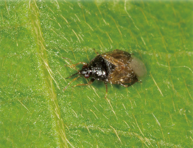 ｳ0ﾒ0・ﾏ0ﾊ0ｫ0・・ｷ0n0N.z Orius sp.