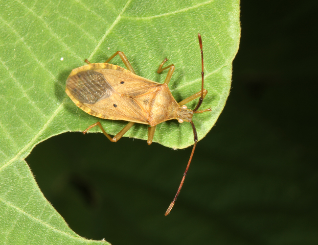 Û0·0Ï0é0Ó0í0Ø0ê0«0á0à0·0 Homoeocerus ( Tliponius ) unipunctatus ...