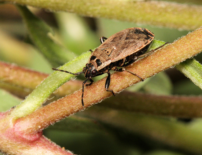 Õ0¿0â0ó0Û0·0«0á0à0·0 Pyrrhocoris sibiricus Kuschakewitsch, 1866
