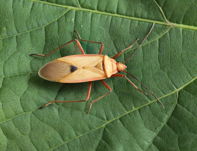 ª0ª0¢0«0Û0·0«0á0à0·0 Dysdercus fuscomaculatus