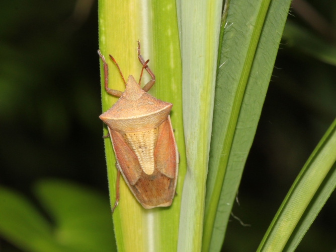 ¨0Ó0¤0í0«0á0à0·0 Gonopsis affinis (Uhler, 1860)