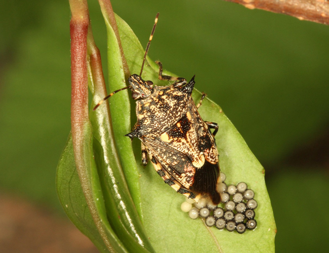 ­0·0â0Õ0ê0¯0Á0Ö0È0«0á0à0·0 Eocanthecona furcellata (Wolff, 1811)