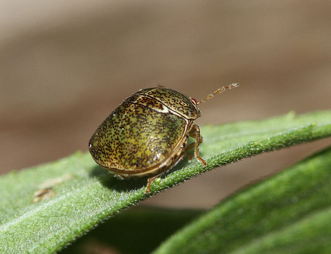 Þ0ë0«0á0à0·0 Megacopta punctatissima (Montandon, 1896)