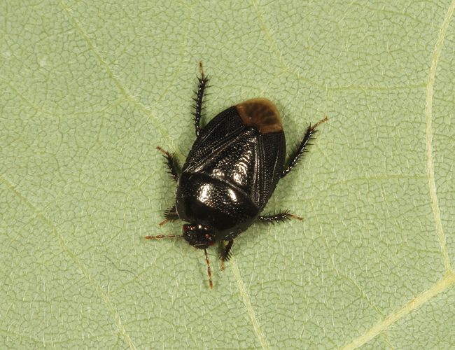 Aethus pseudindicus