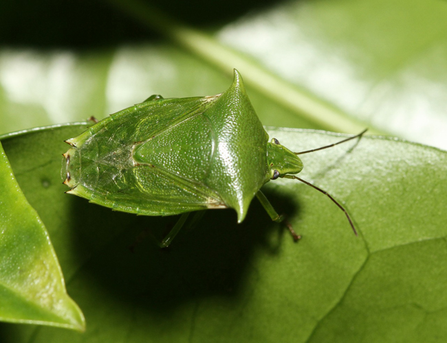 ß0Ê0ß0Ä0Î0«0á0à0·0 Vitellus orientalis