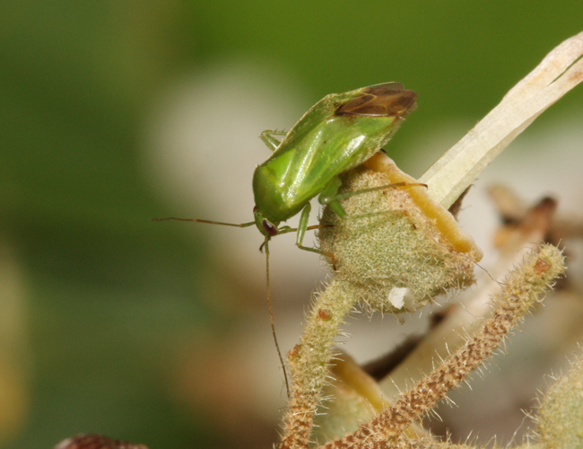 ³0¢0ª0«0¹0ß0«0á0 Apolygus lucorum (Meyer-Dür, 1843)