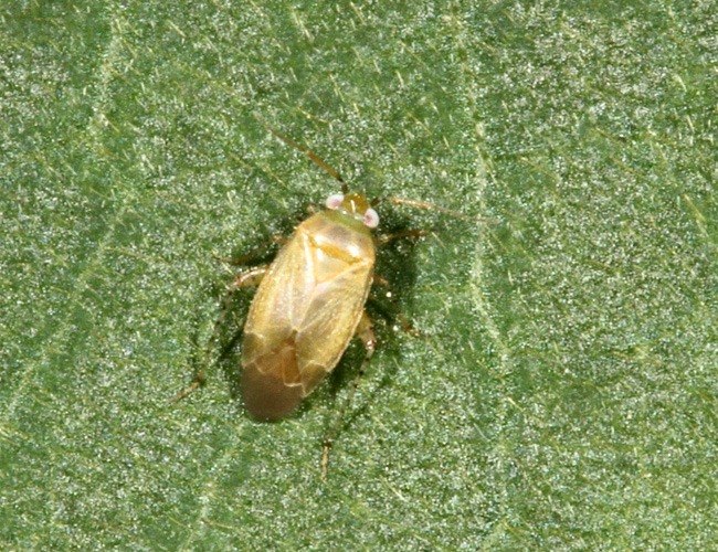 ³0ß0É0ê0Á0Ó0È0Ó0«0¹0ß0«0á0 Campylomma livida Reuter, 1885