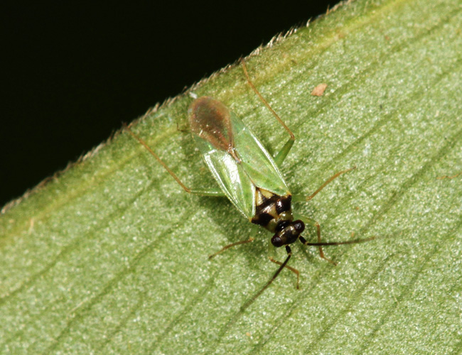 «0¿0°0í0«0¹0ß0«0á0 Cyrtorhinus lividipennis Reuter, 1884