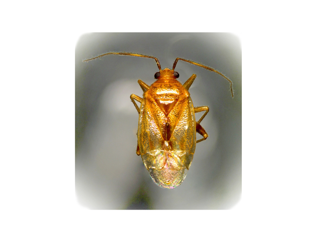 ¹0¸0­0¤0í0«0¹0ß0«0á0 Dortus chinai Miyamoto, 1965