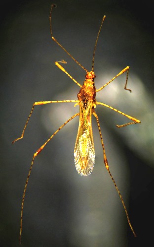 Ò0á0¤0È0«0á0à0·0 Metacanthus pulchellus Dallas, 1852