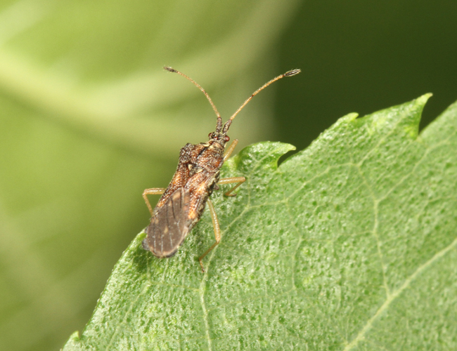 ª0ª0á0À0«0Ê0¬0«0á0à0·0 Malcus japonicus Ishihara et Hasegawa, 1941