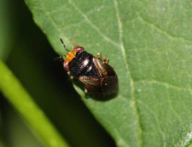 ｪ0ｪ0・ﾊ0ｬ0ｫ0・・ｷ0 Geocoris varius (Uhler, 1860)