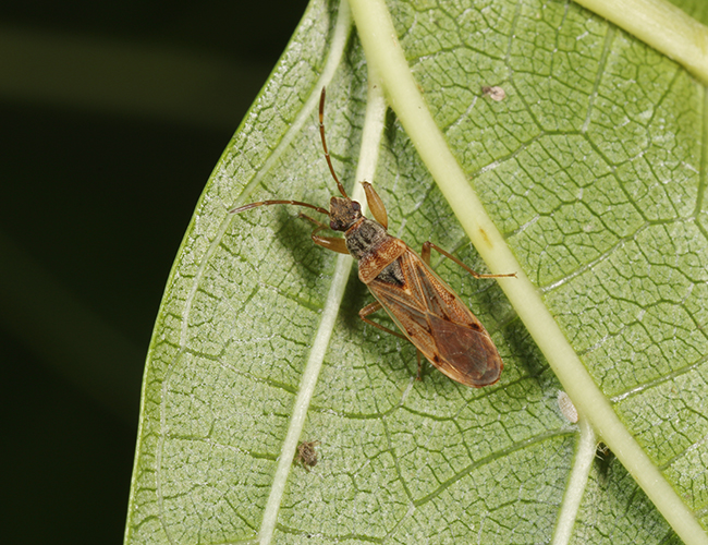 Ä0Þ0°0í0Û0½0Ê0¬0«0á0à0·0 Paromius nigriapicalis