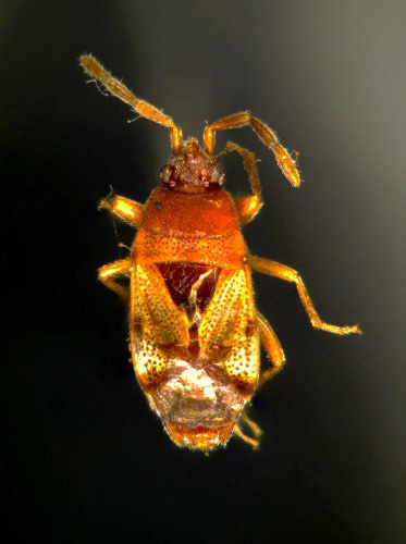 è0Ä0Ü0·0Á0Ó0Ê0¬0«0á0à0·0 Botocudo japonicus (Hidaka, 1959)