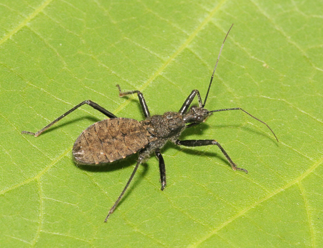 Ï0Í0Ê0·0µ0·0¬0á0 Coranus dilatatus