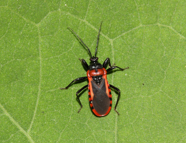 ¯0Ó0°0í0¢0«0µ0·0¬0á0 Haematoloecha delibuta (Distant, 1883)