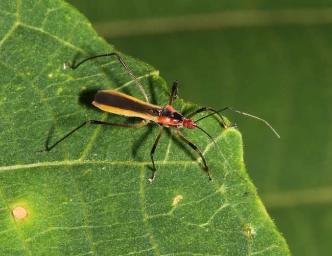 ­0Ù0ê0æ0ß0¢0·0µ0·0¬0á0 Polytoxus fuscovittatus (Stål, 1860)