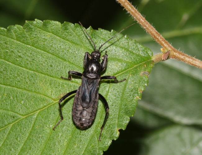 ｯ0・・・ｵ0ｷ0ｬ0・ Peirates turpis Walker, 1873